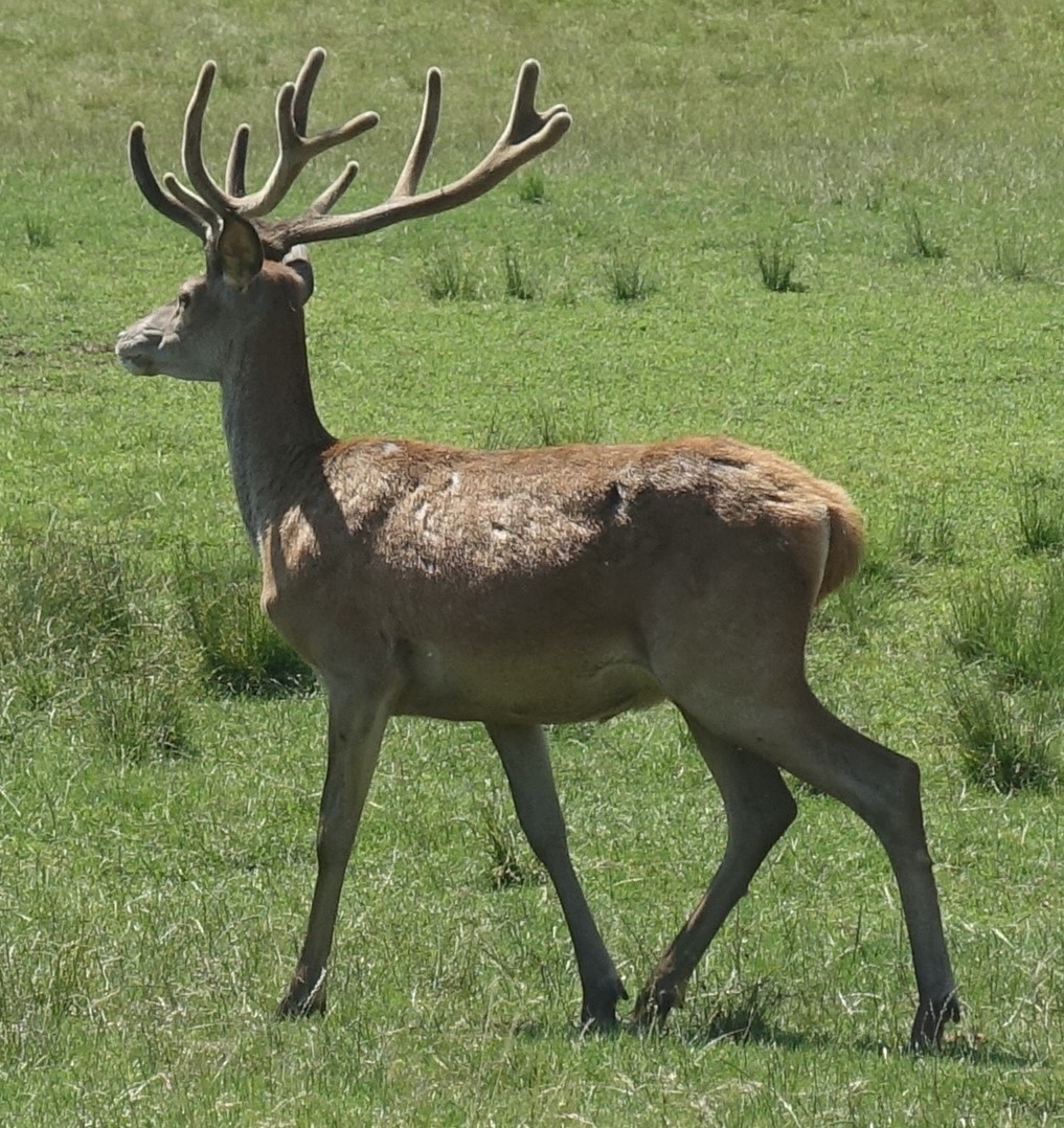 Wildbörse - Bundesverband österreichischer Wildhalter