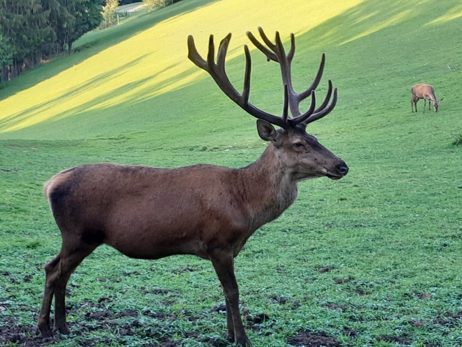 Wildbörse - Bundesverband österreichischer Wildhalter